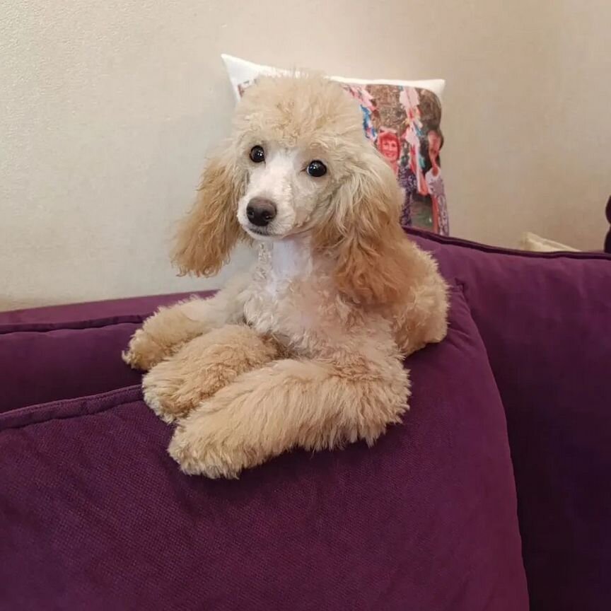 Подрощенная девочка той-пудель