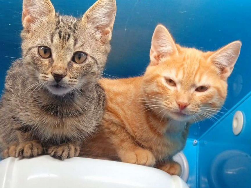 2 котенка мальчики