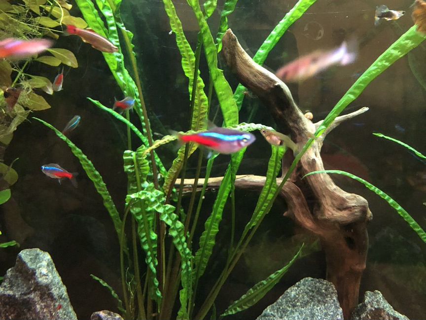 Криптокарина