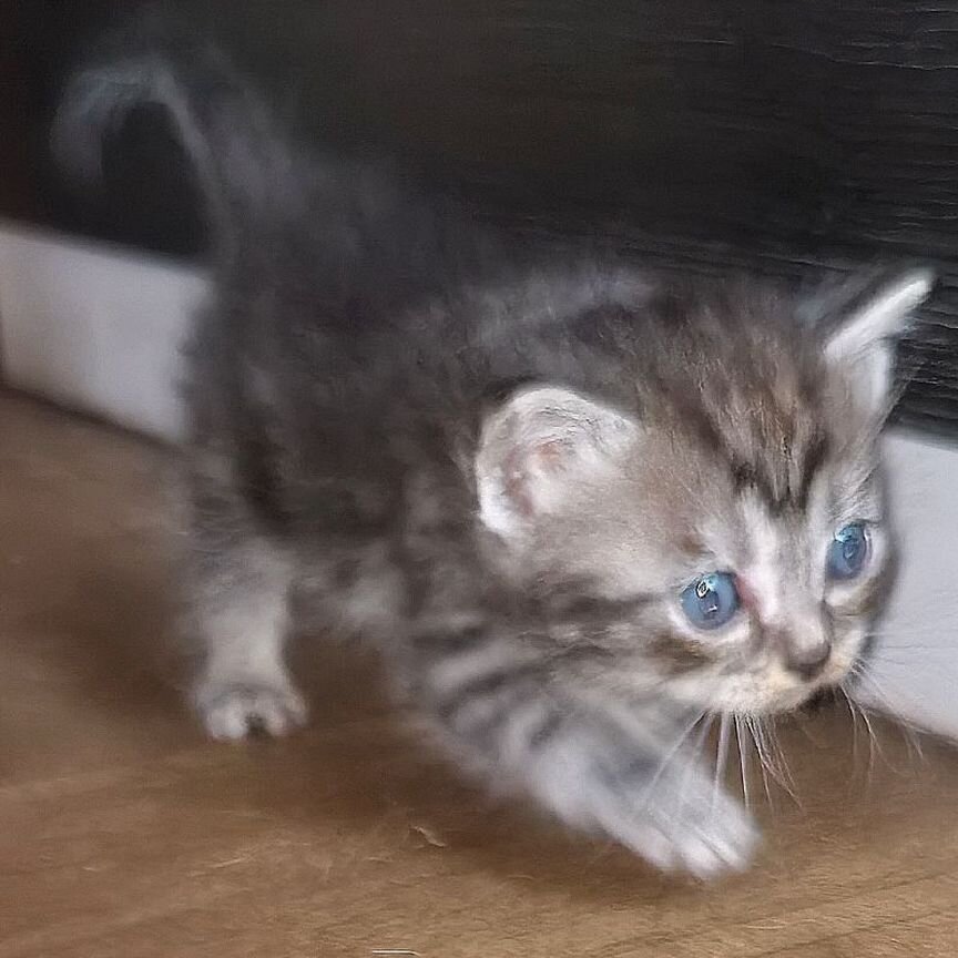 Шотландский прямоухий короткошёрстный котёнок