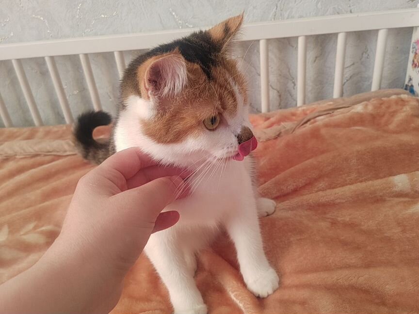 Анатолийская кошка