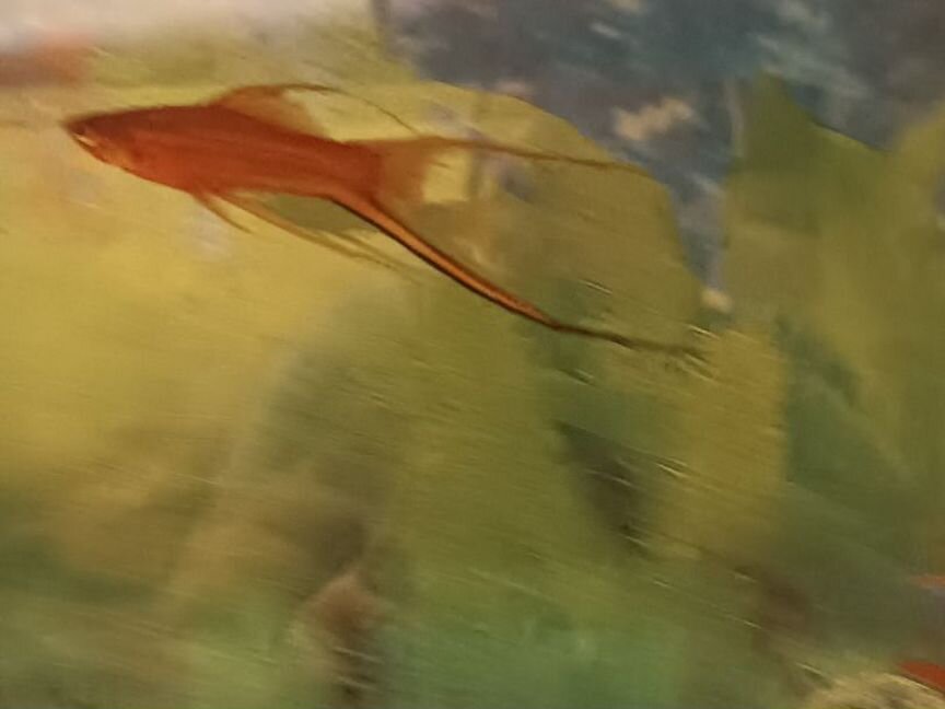 Меченосец молодой самец