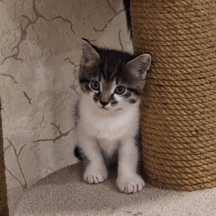 Сиамский котёнок