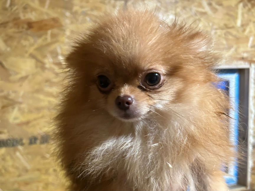 Шпиц девочка