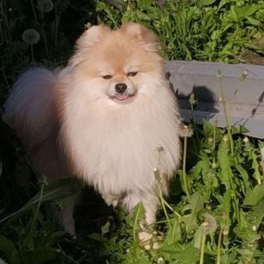 Померанский шпиц, взрослый пёс