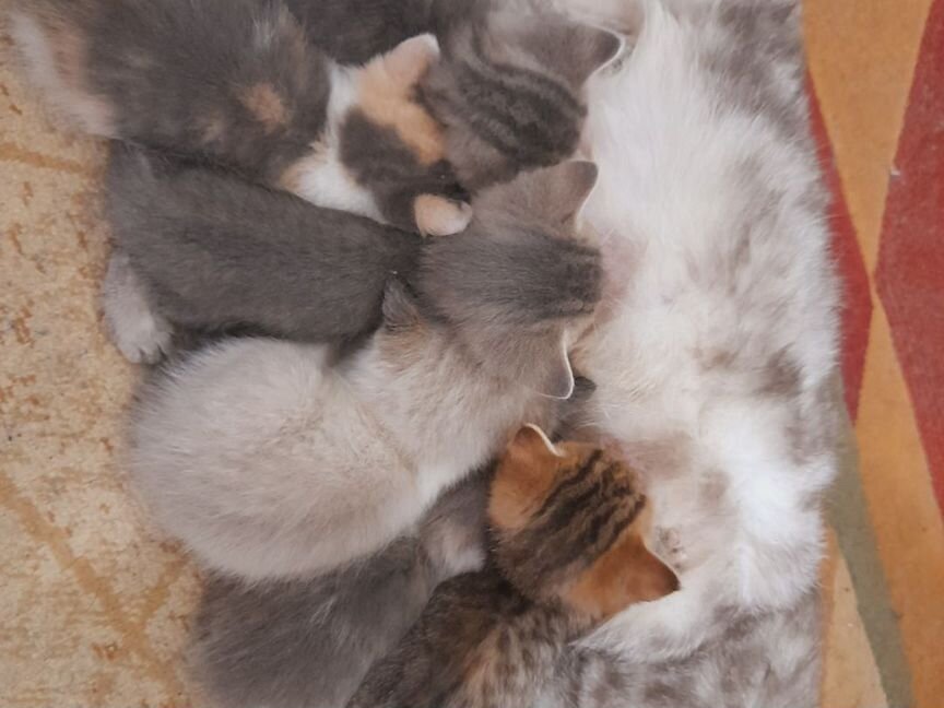 Котята в добрые руки бесплатно