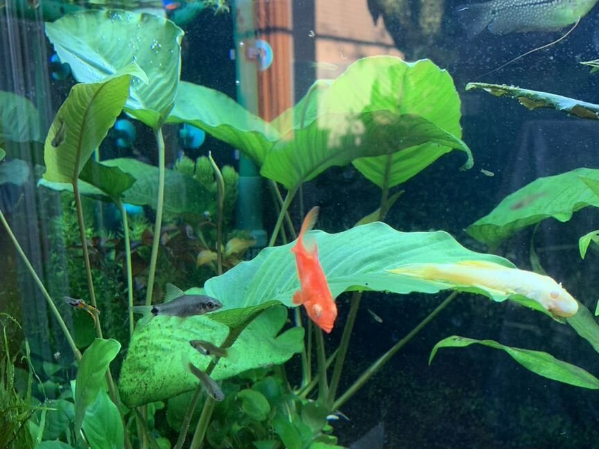 Анубиас бартера, нано, эхинодорус амазонский