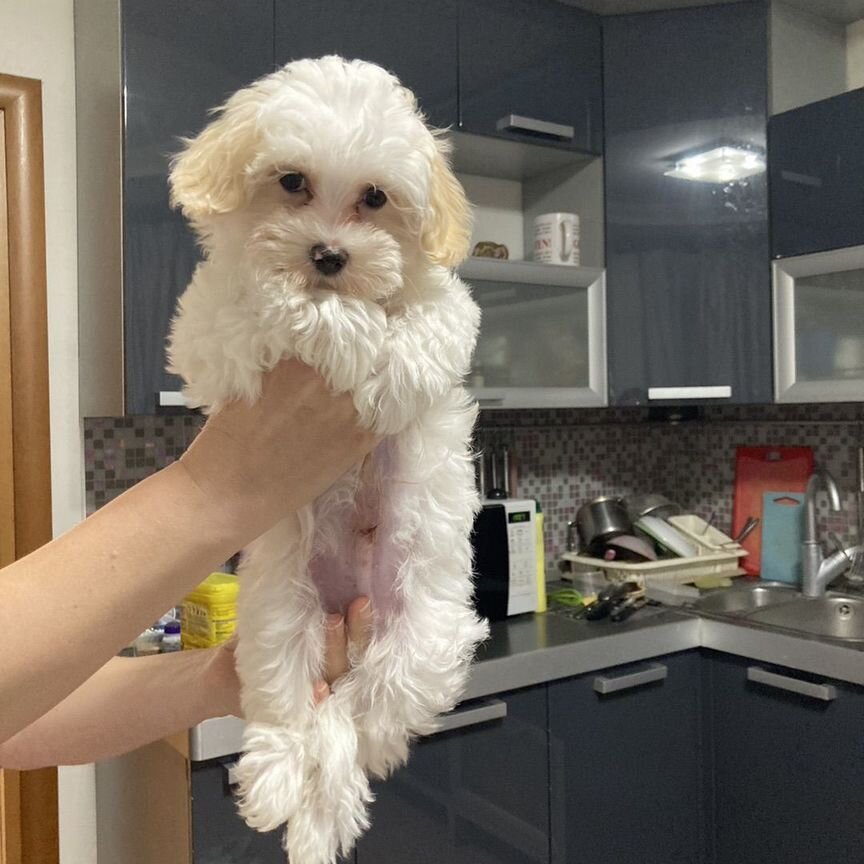 Мальтипу мальчик