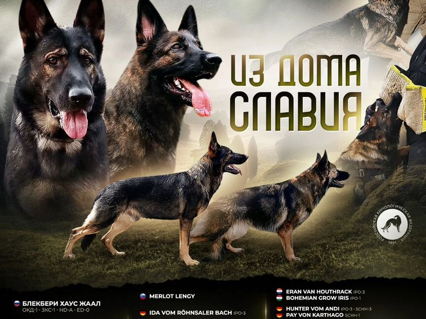 Щенки немецкой овчарки