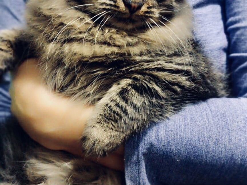 Котенок Котята в добрые руки