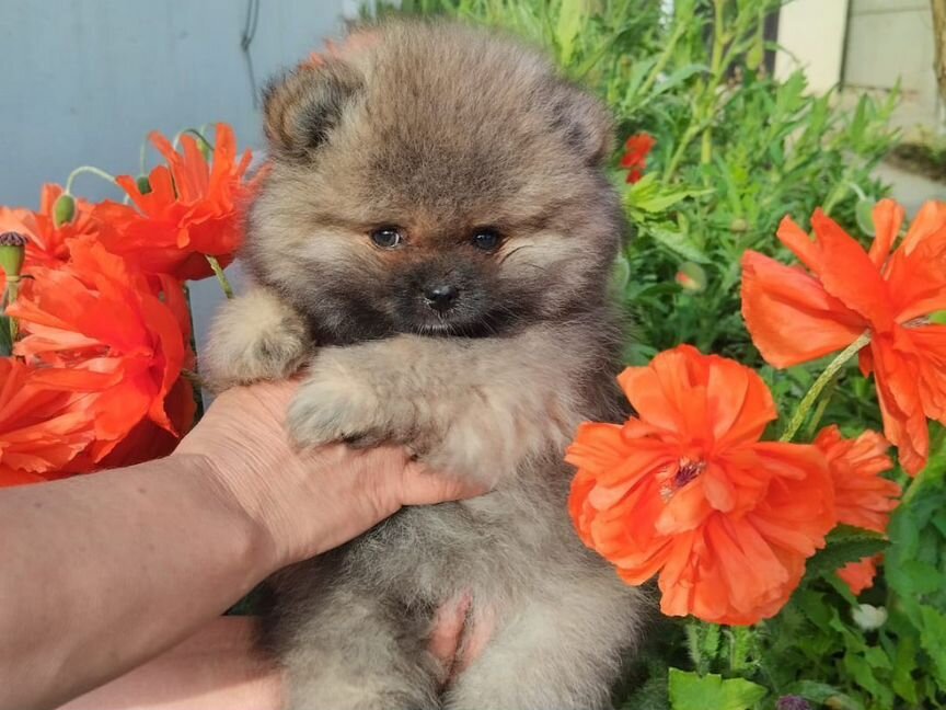 Щенки померанского мини шпица лисьего типа