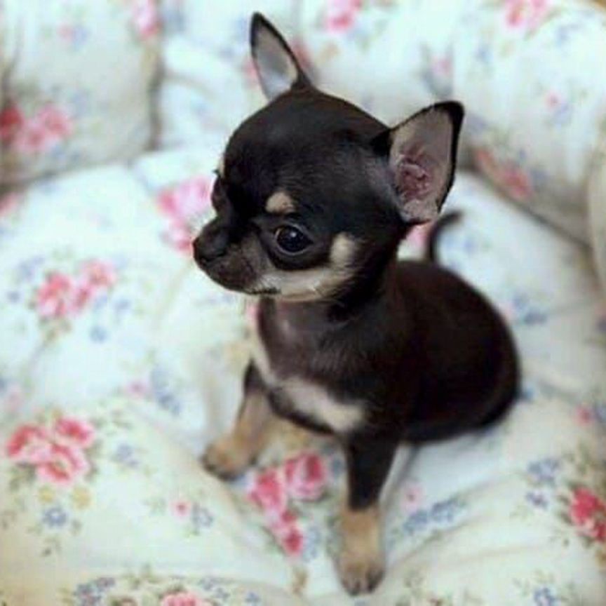 Щенки чихуахуа мини