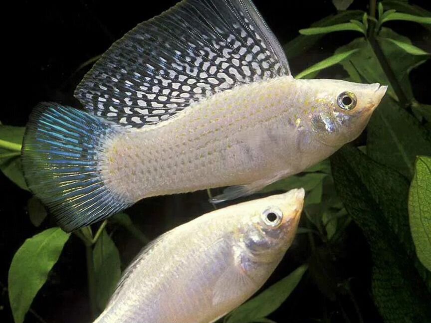 Снежинка моллинезия