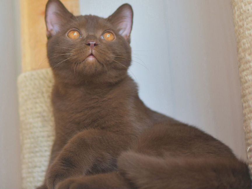 Британские котята