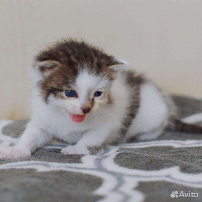 Шустрый котенок