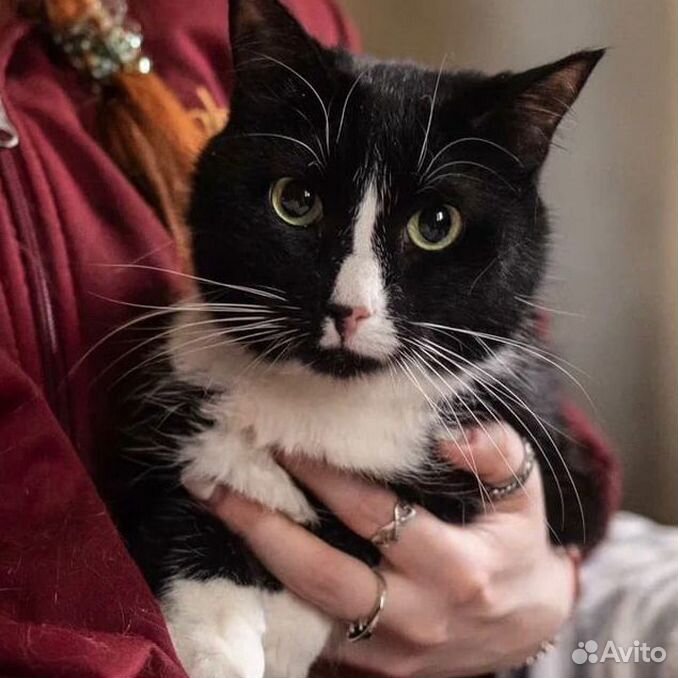 Несчастная кошечка Бонечка ищет передержку дом