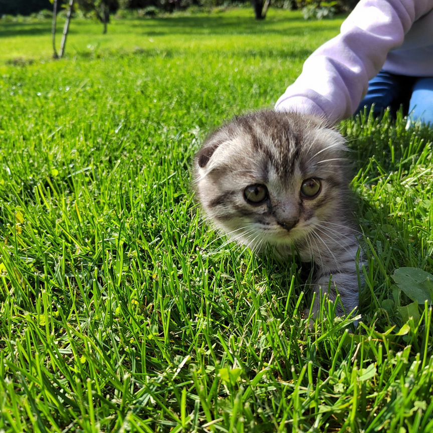Шотландская вислоухая
