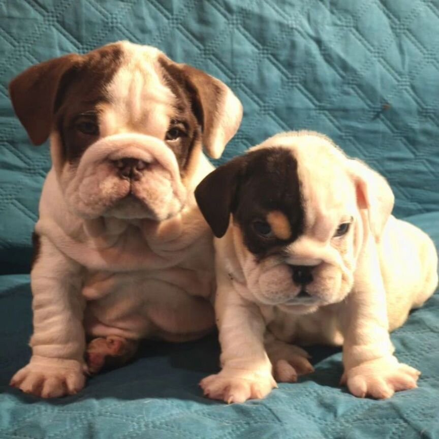 Английский бульдог, щенок