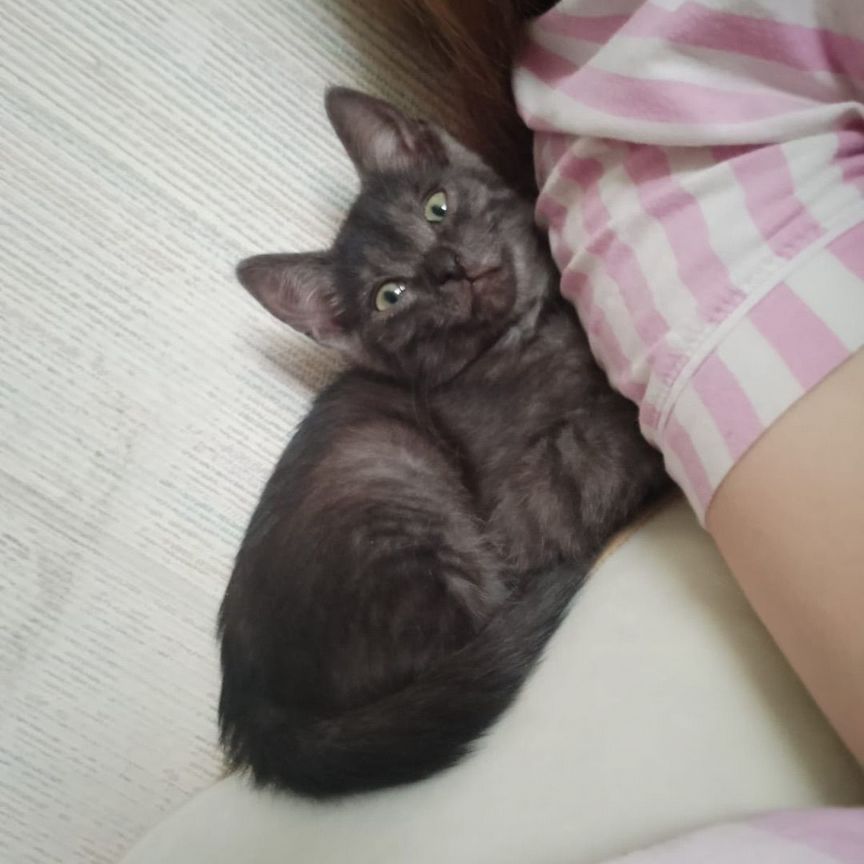 Котенок