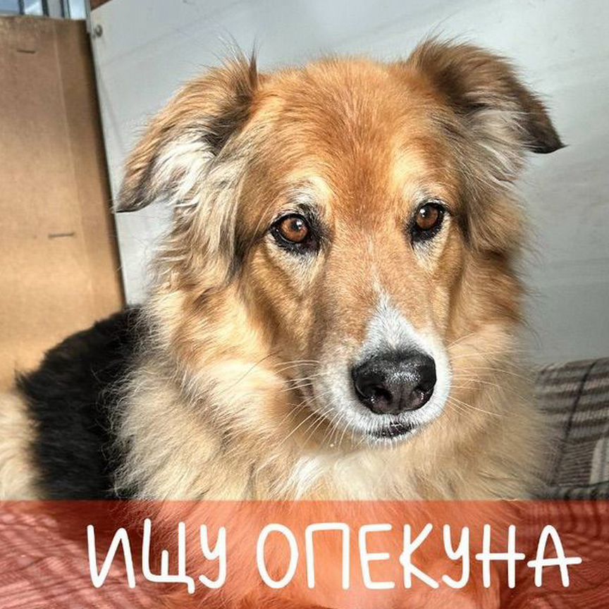 Взрослый пёс в добрые руки