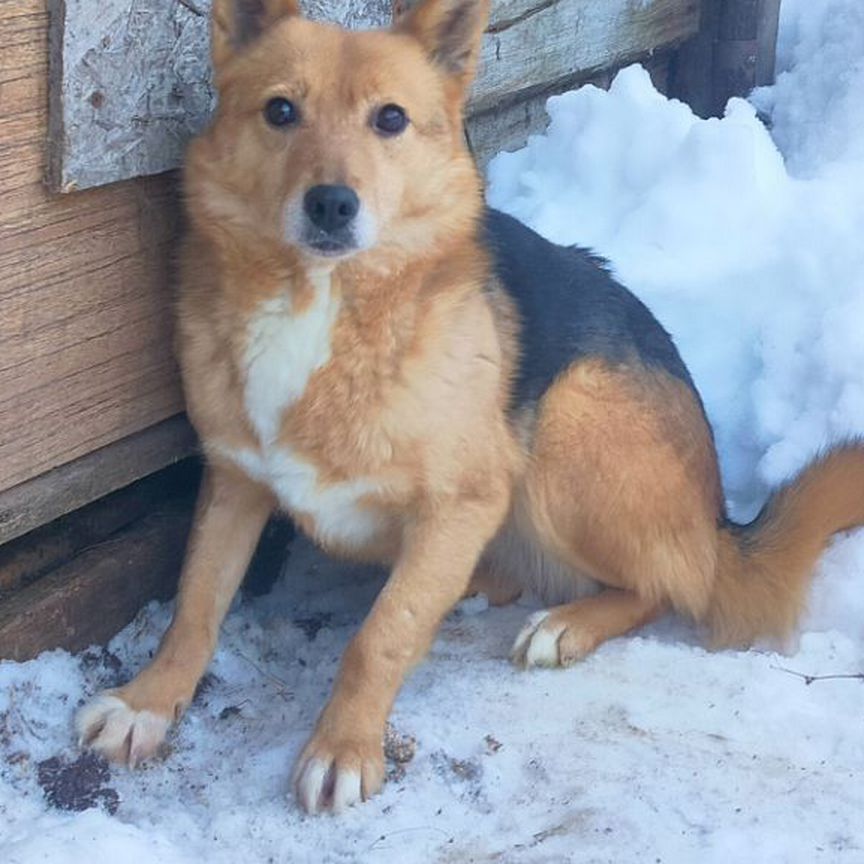 Взрослая собака в добрые руки