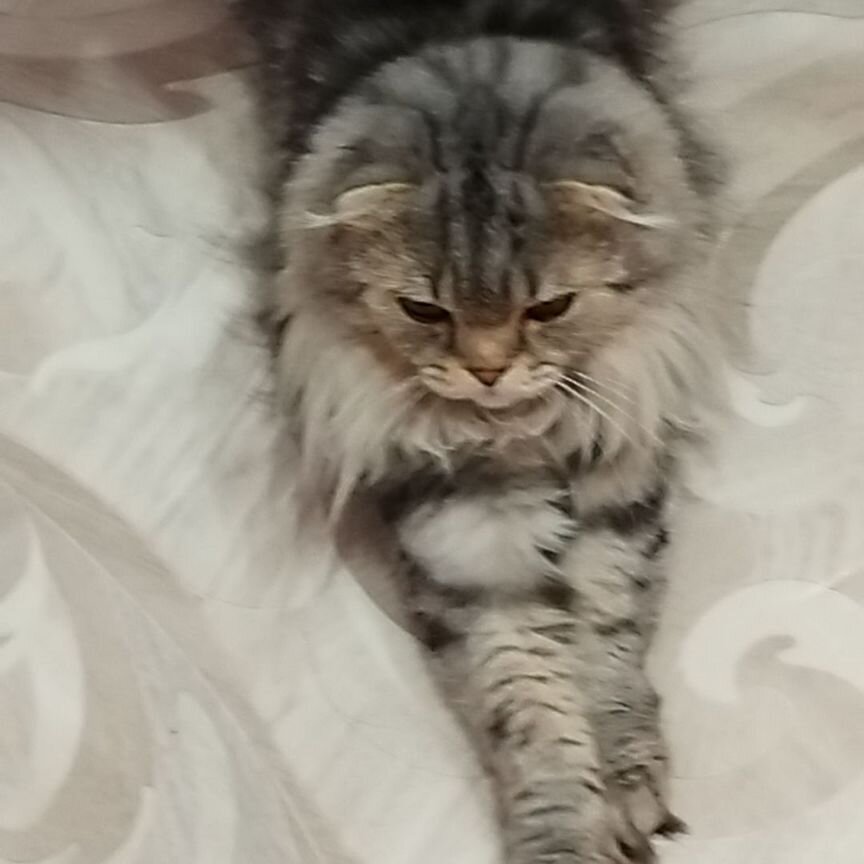 Отдам в надежные добрые руки, кошечки 2 года