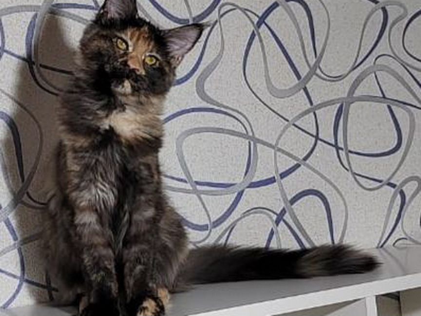 Мейн-кун кошечка