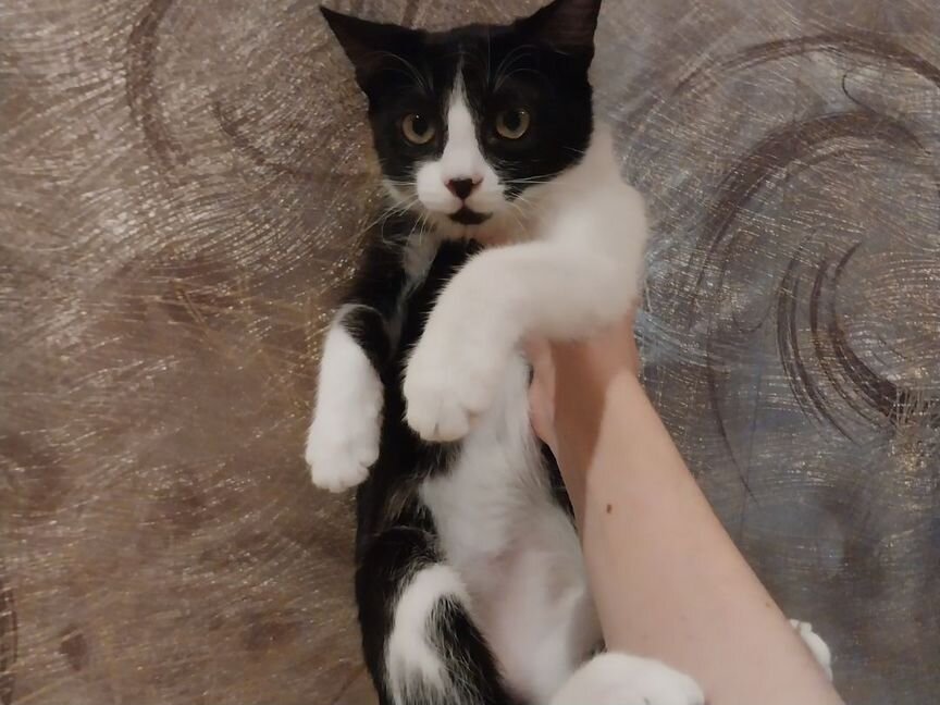 Кошка в дар бесплатно. Кошка Блошка ищет дом