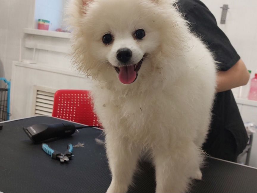 Вязка кобель шпиц белый