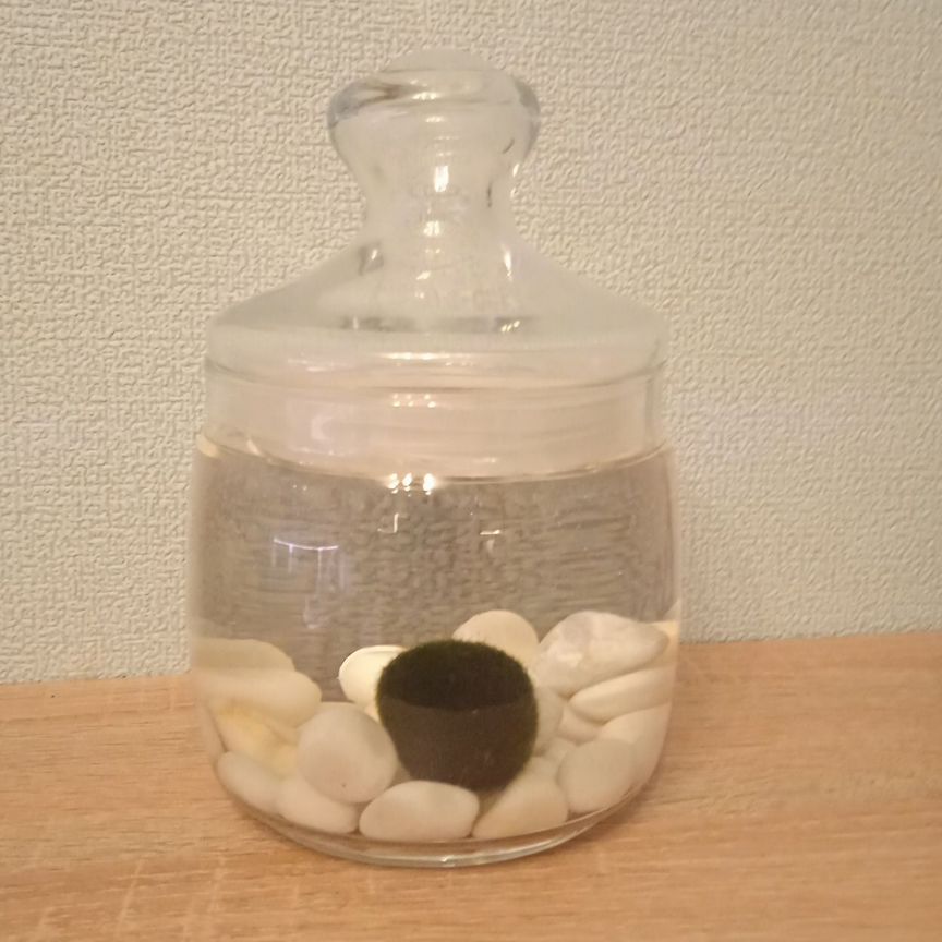 Водоросли маримо