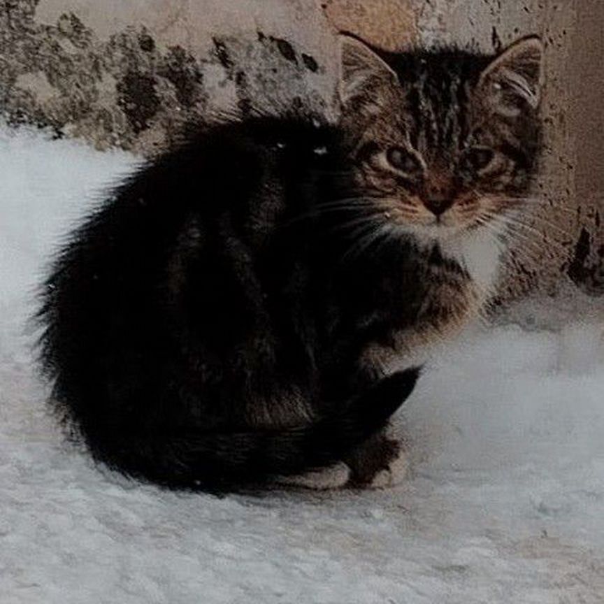 Котята-шпротики ищут дом