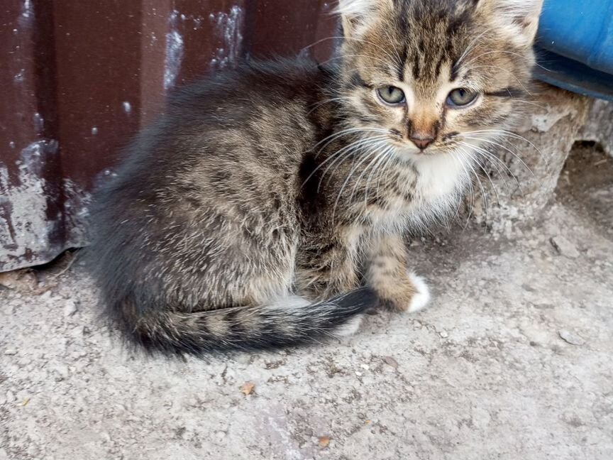 Котенок кошечка девочка в добрые руки
