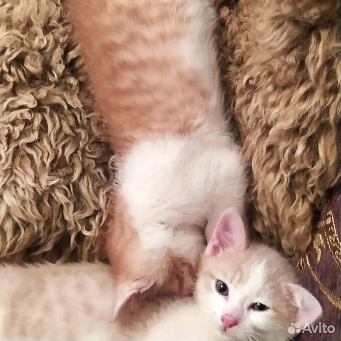 Котята рыжие бесплатно