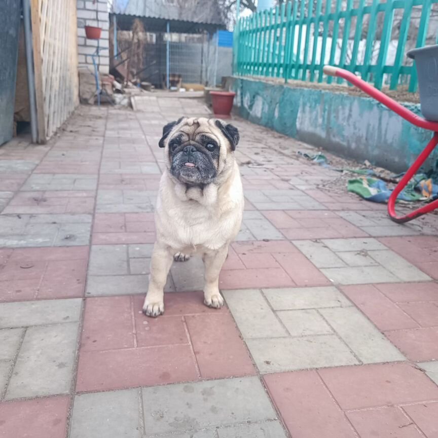 Мопс