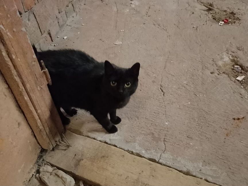 Кошечку лишают крыши над головой