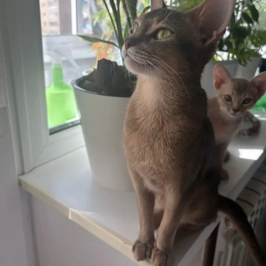 Абиссинский котёнок
