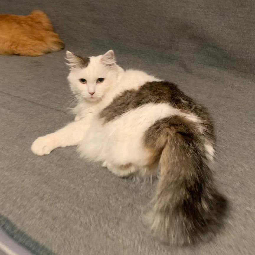 Кошка молодая пушистая Сибирская