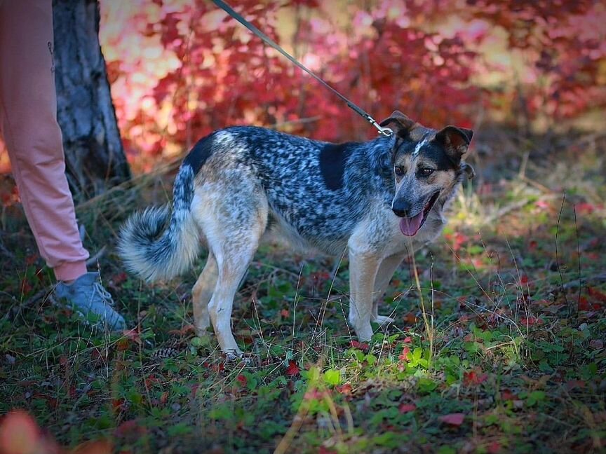 Стерилизованая собачка Дакота в добрые руки