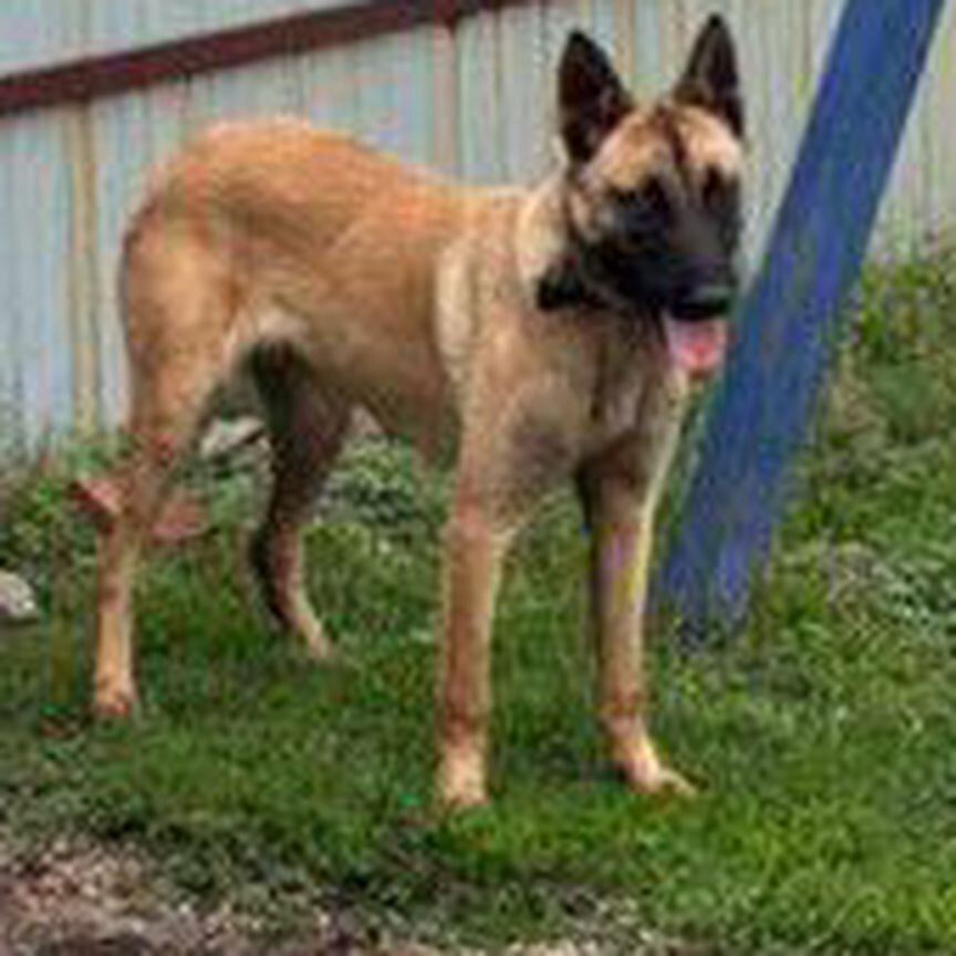 Бельгийская овчарка, щенок