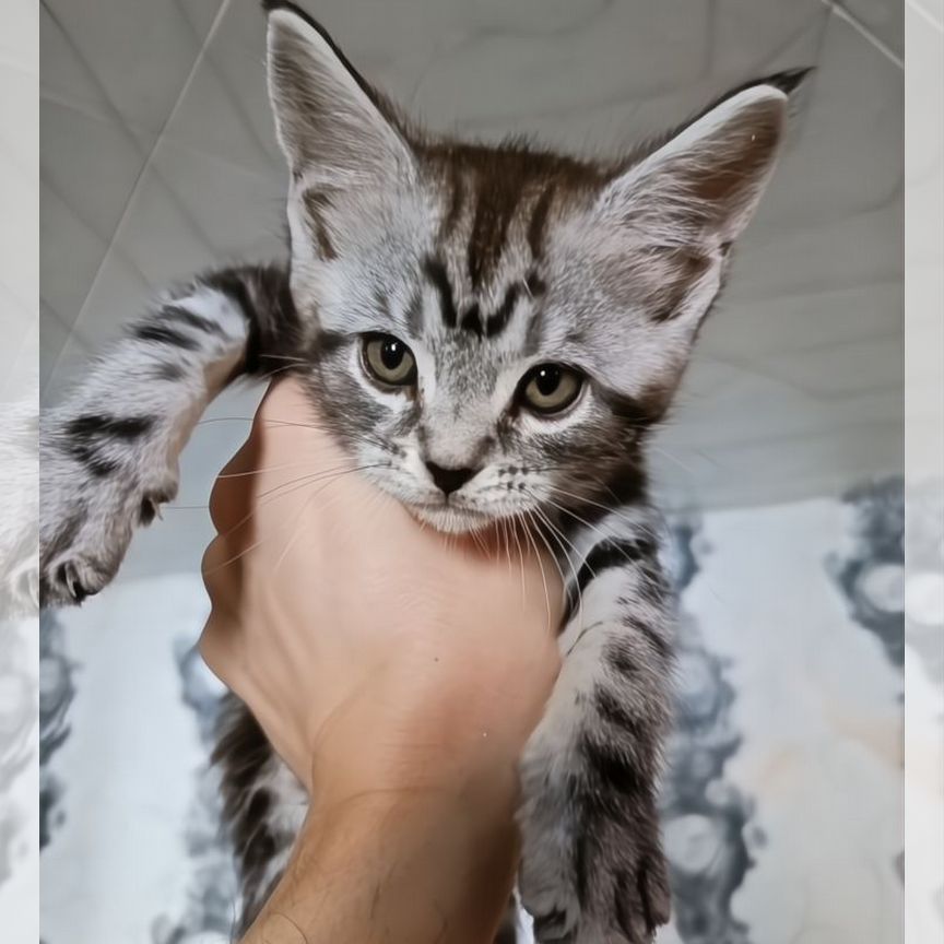 Мейн-кун котёнок