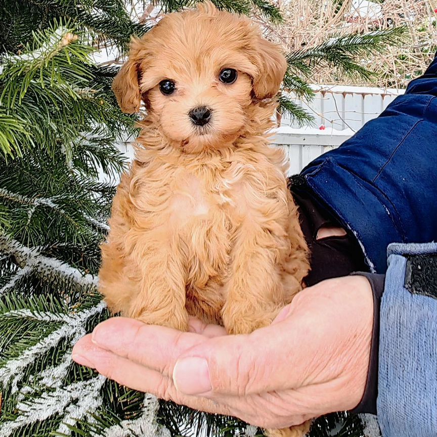 Мальтипу, щенок