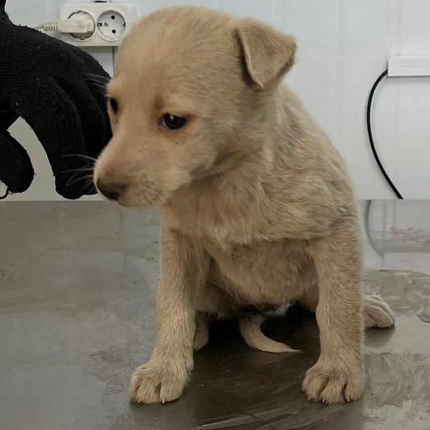 Щенок в добрые руки