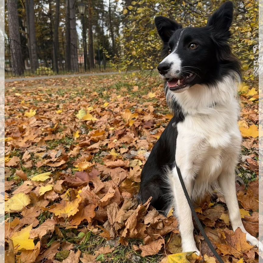 Бордер-колли, взрослый пёс