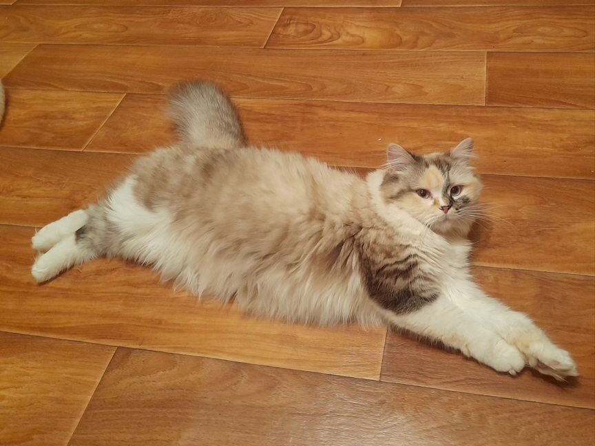 Шотландская хайленд-страйт