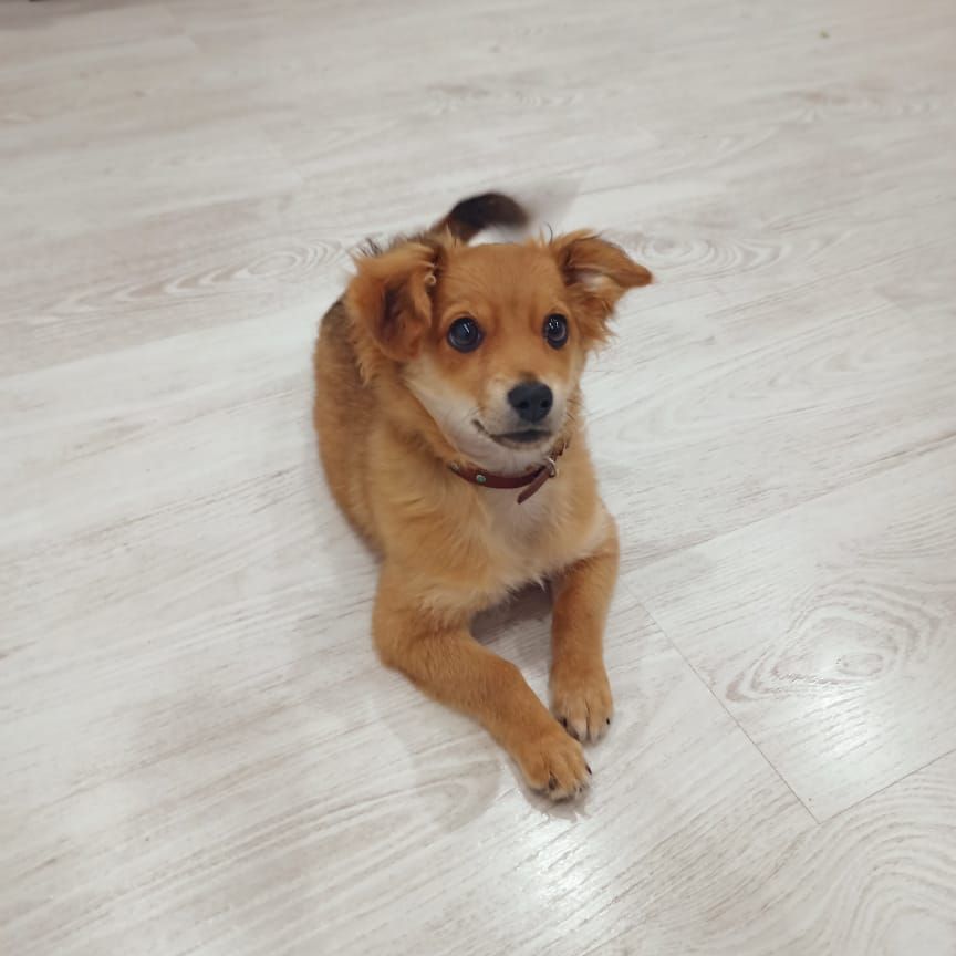 Очаровательная лисичка Молли в поисках дома