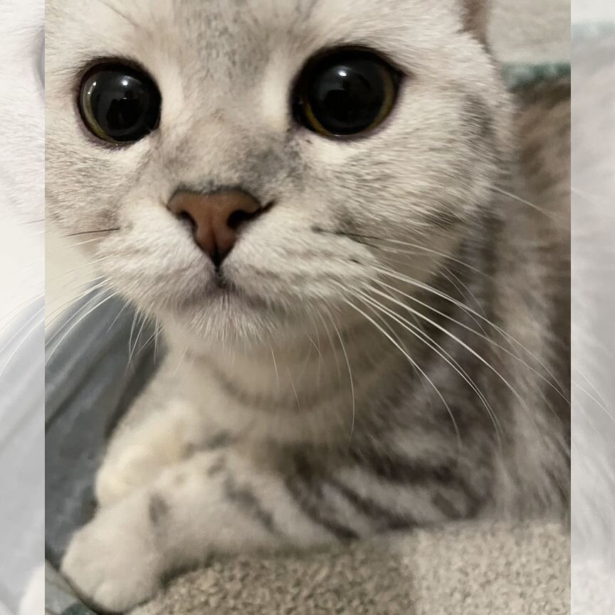 Шотландская кошка вязка бесплатно