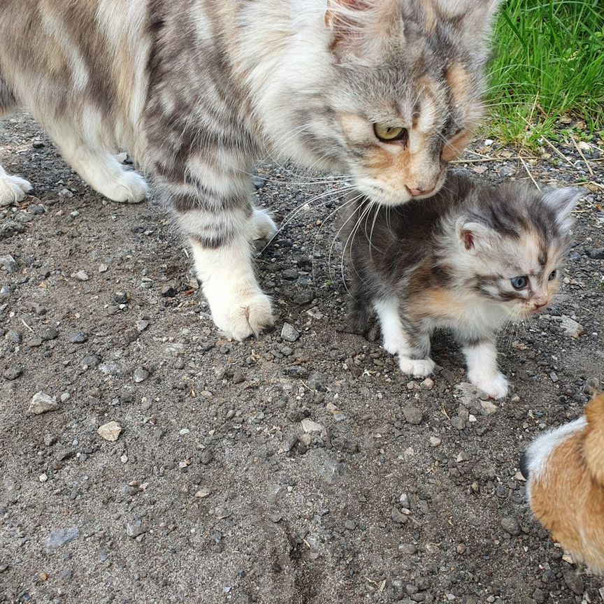Котята мейн-кун