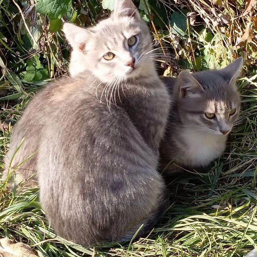 Котята ищут дом