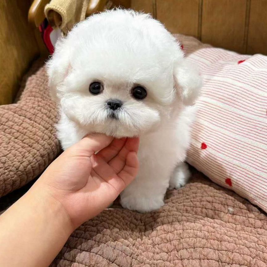 Бишон фризе, щенок