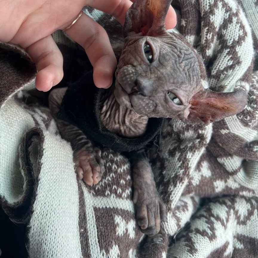 Котенок сфинкс эльф